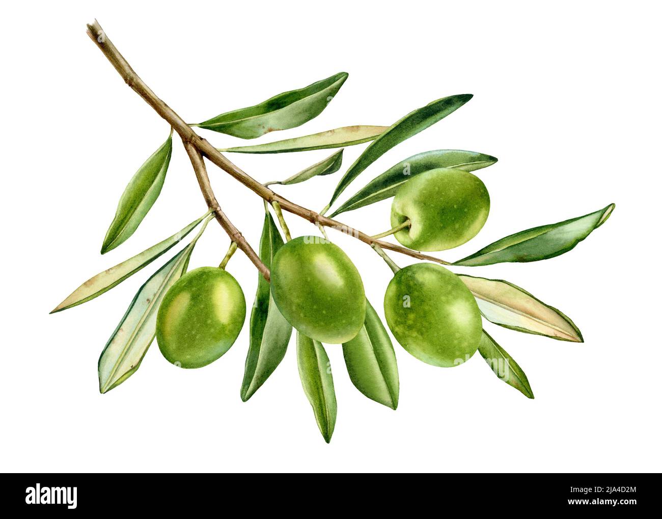 Green olives on big branch. Watercolor ripe fruits with leaves ...