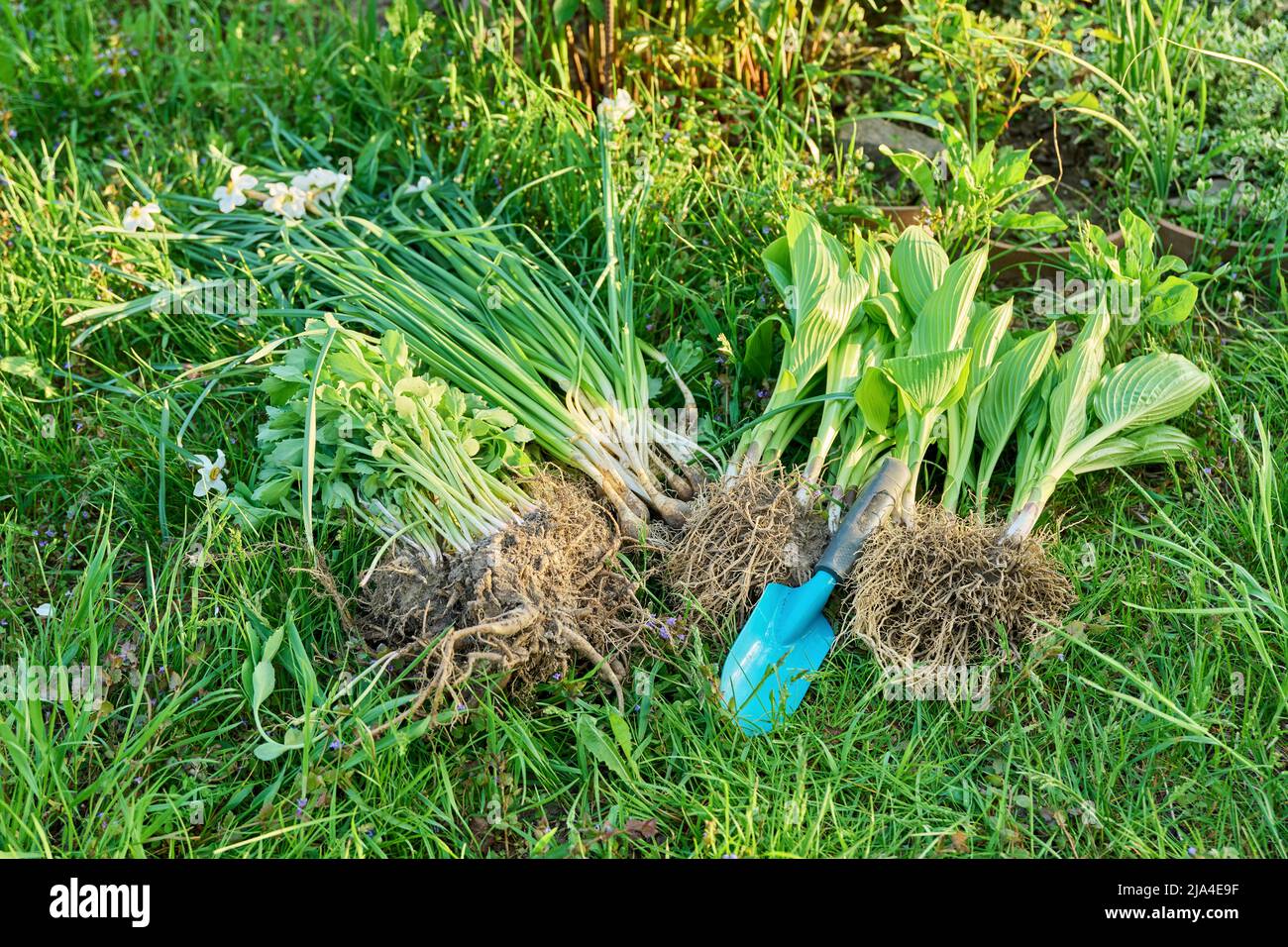 Spring season, planting division of plant bushes Stock Photo - Alamy