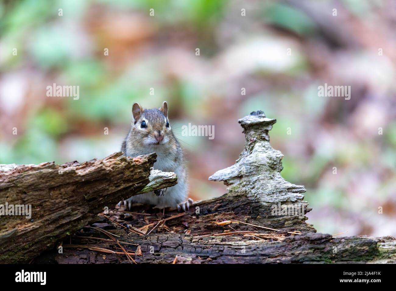The eastern chipmunk (Tamias striatus) in the park. Native American ...