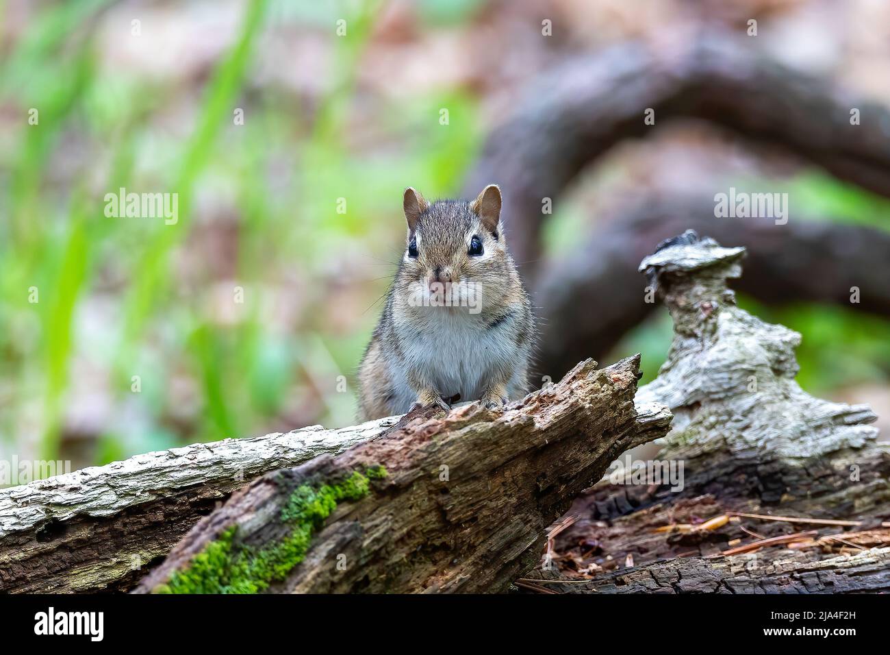 The eastern chipmunk (Tamias striatus) in the park. Native American ...