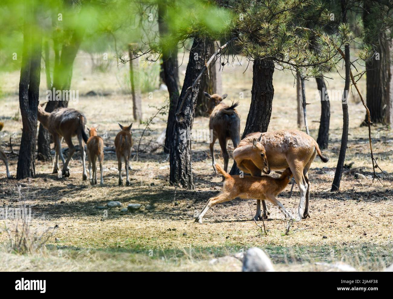 Hohhot. 23rd May, 2022. A milu deer fawn is fed by its mother at the ...
