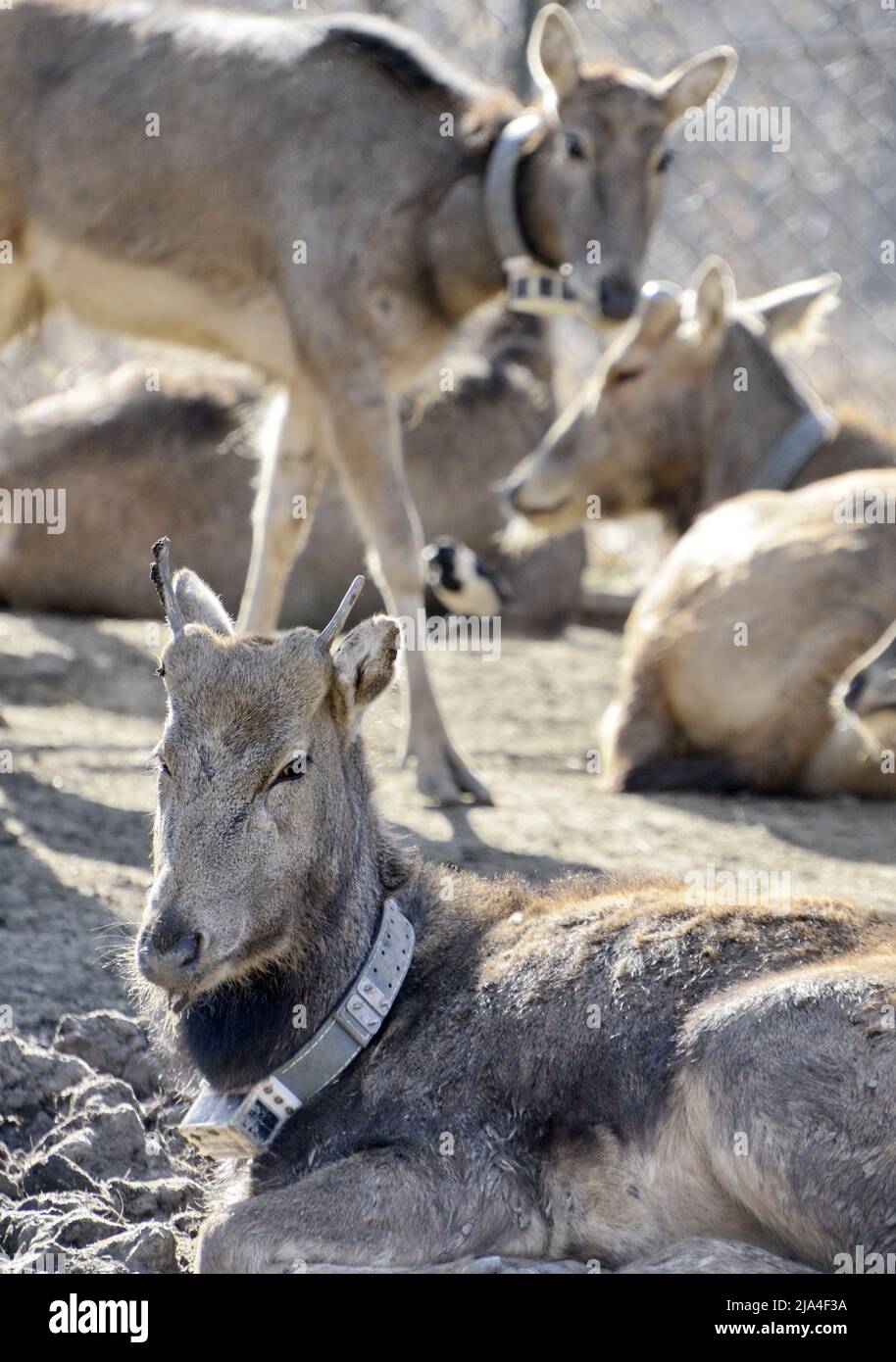 Hohhot, China. 4th Dec, 2020. Milu deer are seen at a milu deer ...
