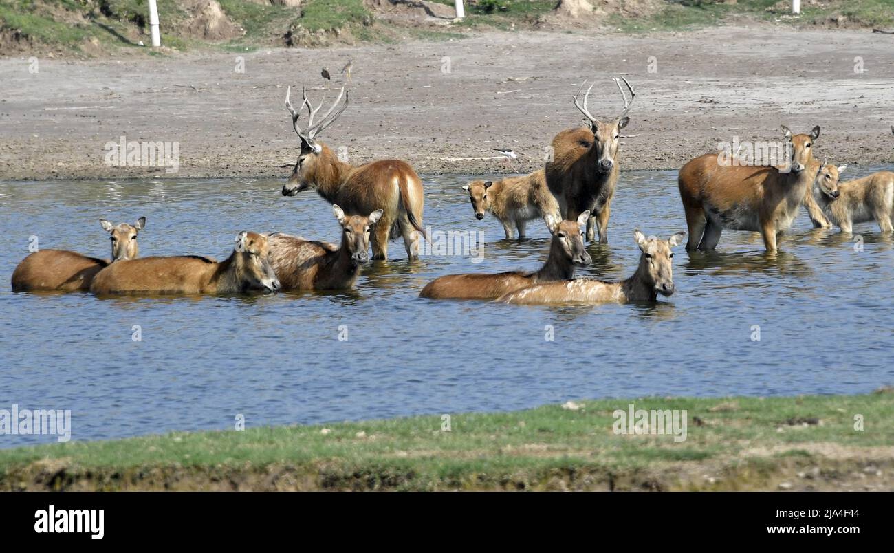 (220527) -- HOHHOT, May 27, 2022 (Xinhua) -- A herd of milu deer are ...