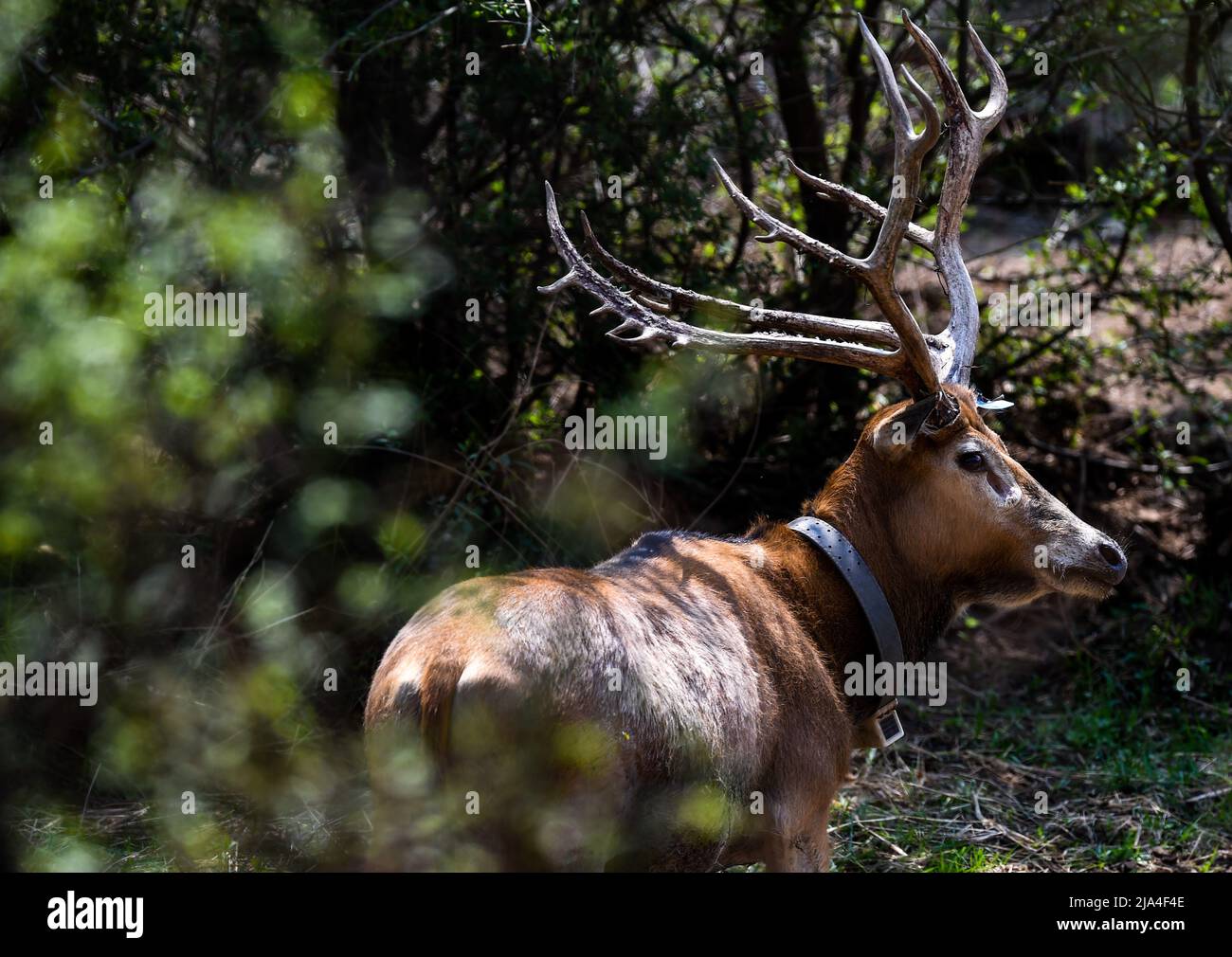 Hohhot. 23rd May, 2022. A milu deer is seen at the Daqingshan Nature ...