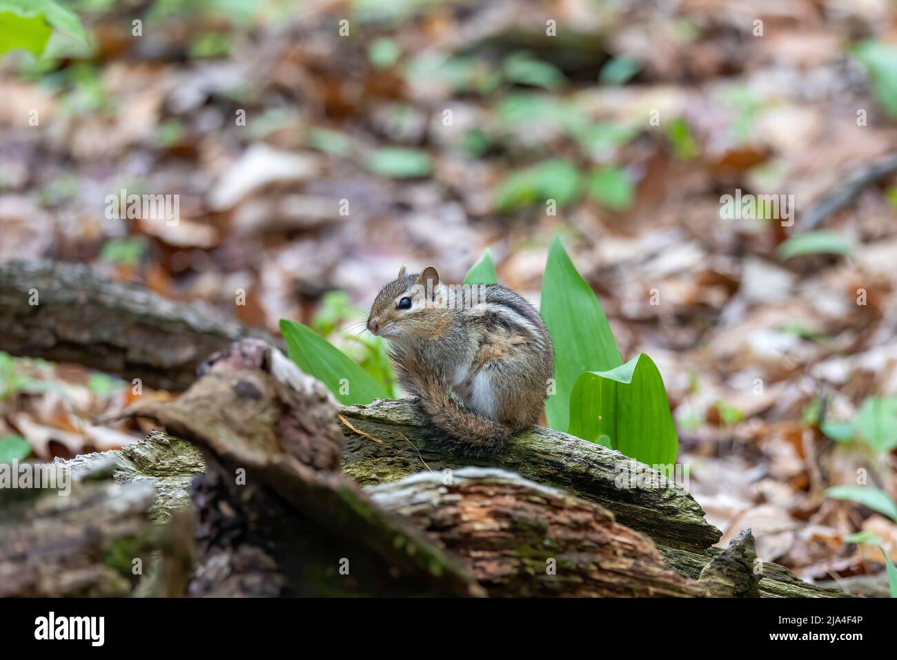 The eastern chipmunk (Tamias striatus) in the park. Native American ...