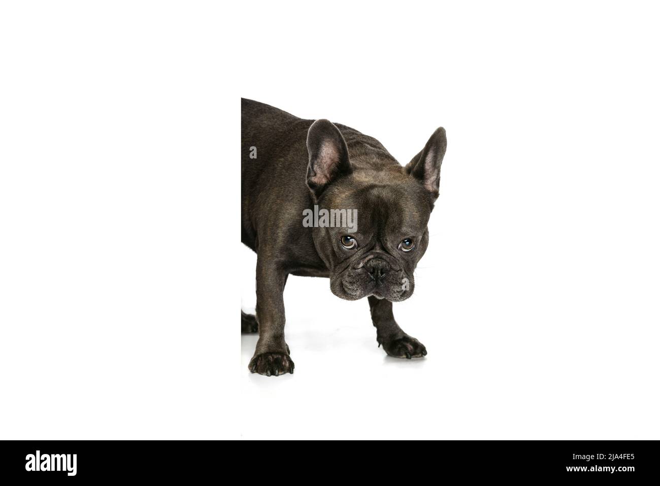 Are Bulldogs Smart Dogs