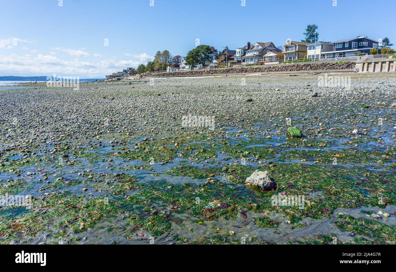 West Seattle shoreline with the tide very low Stock Photo - Alamy