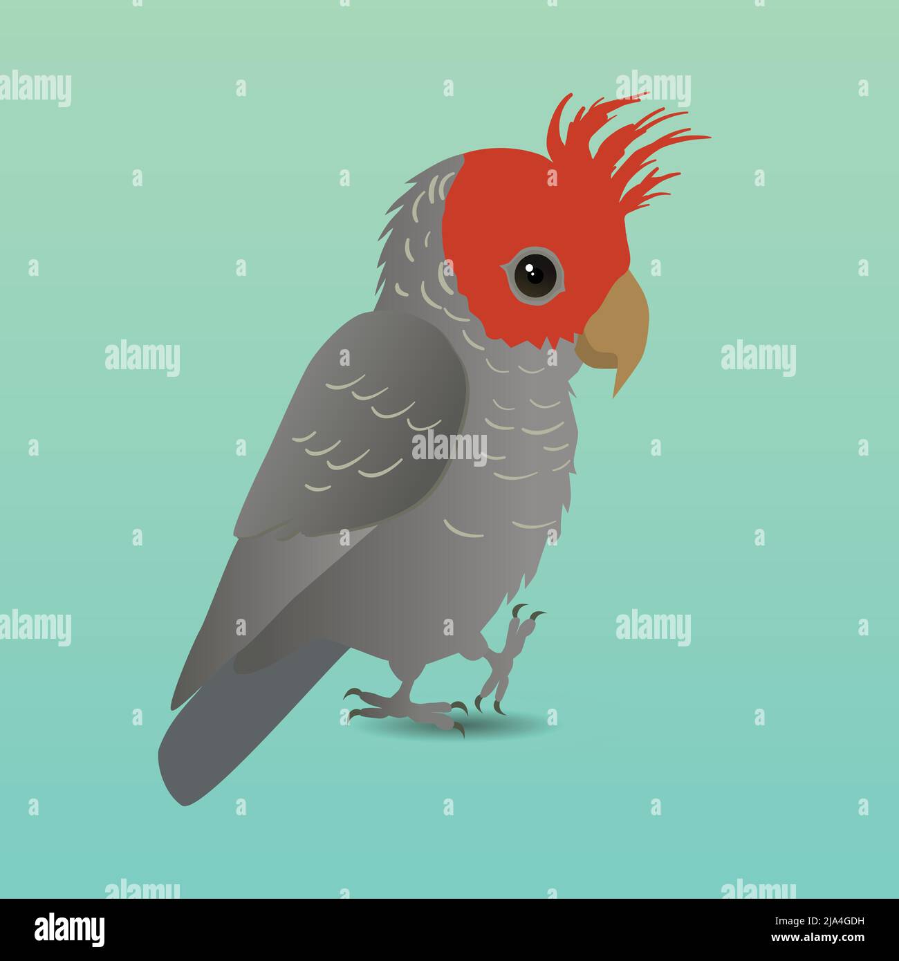 A vector illustration of a cute Gang gang cockatoo. He is holding one ...