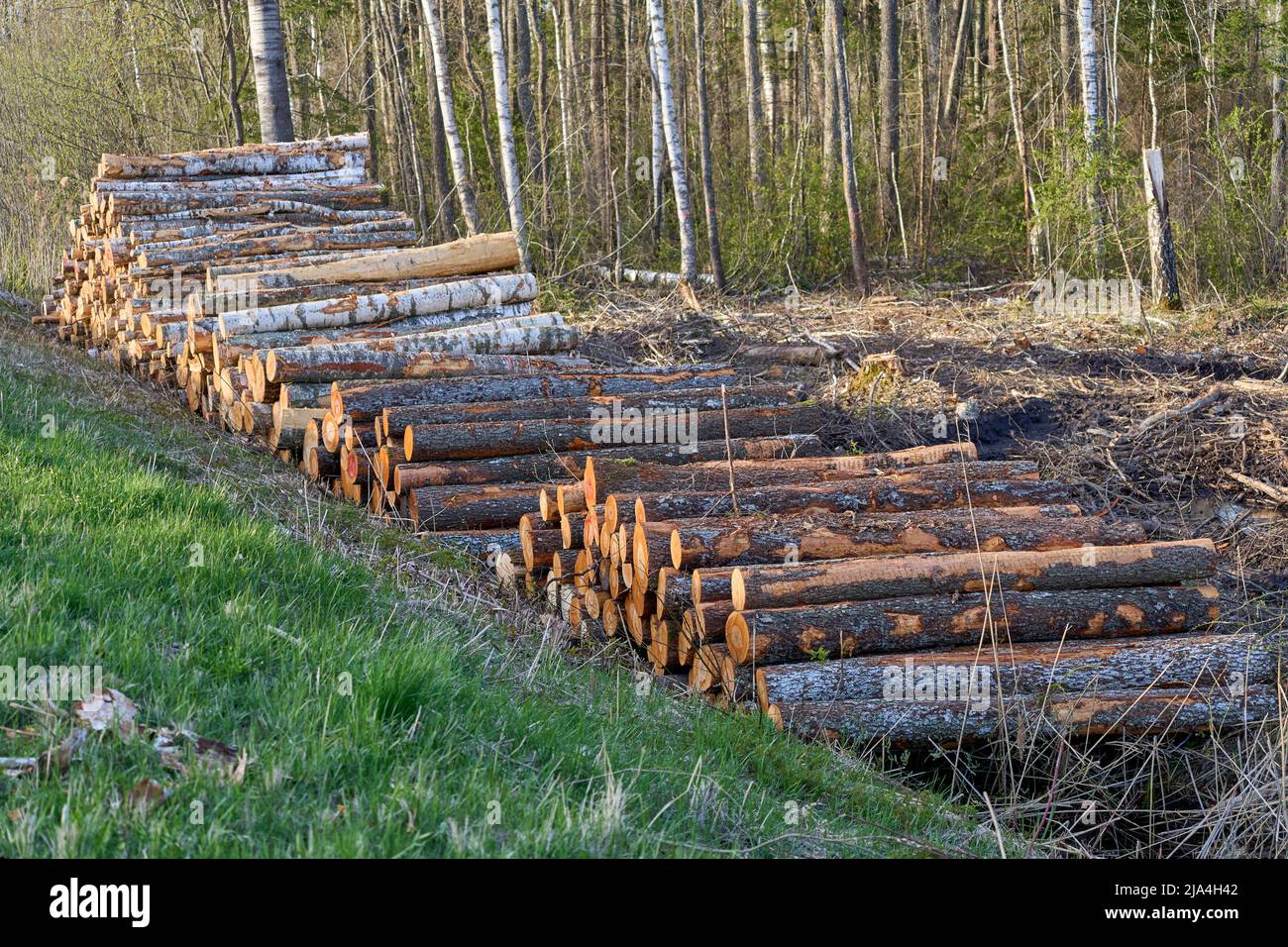 Forest pine and spruce trees. Log trunks pile, the logging timber wood ...