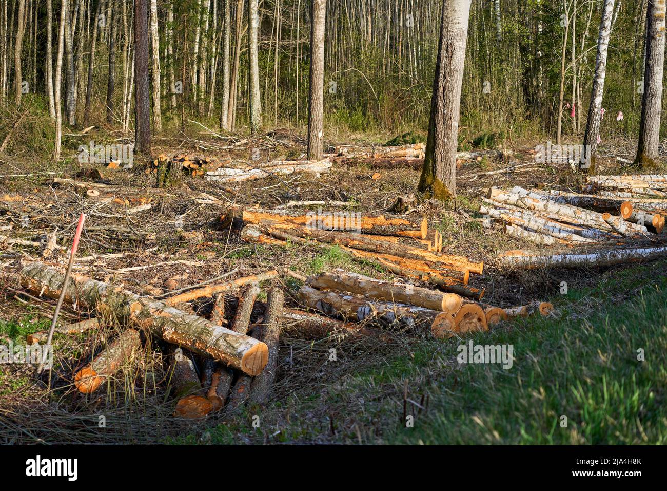Forest pine and spruce trees. Log trunks pile, the logging timber wood ...