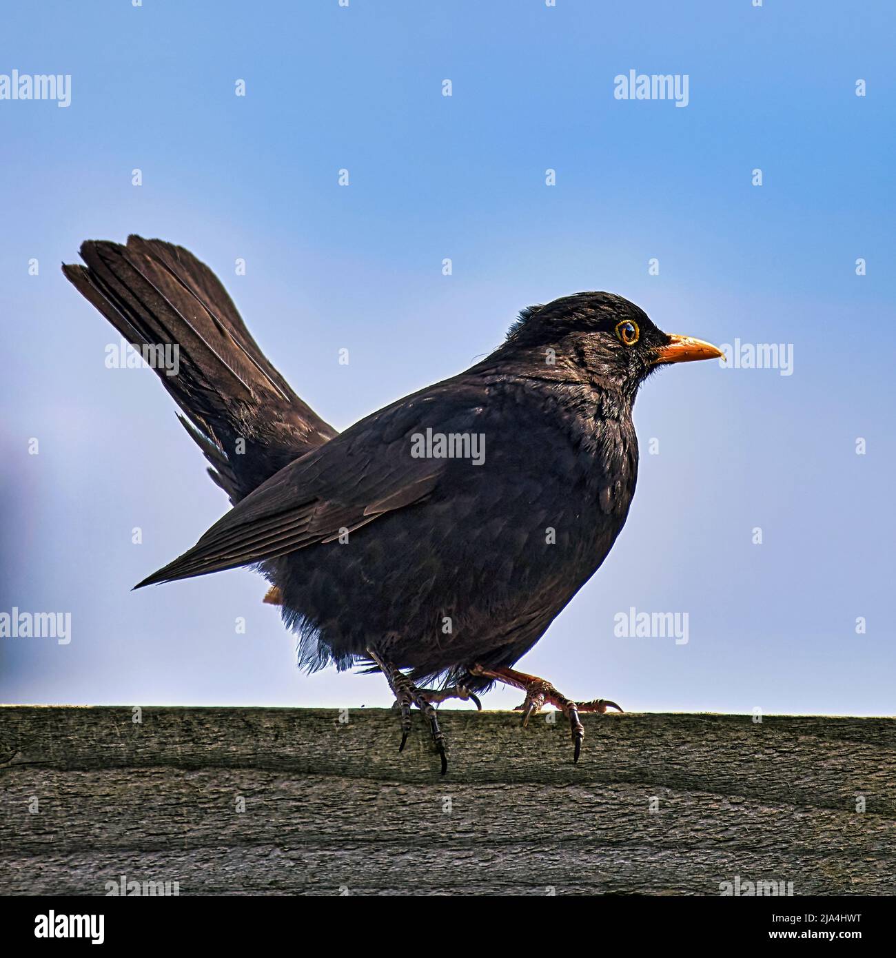 Blackbird movement hi-res stock photography and images - Alamy