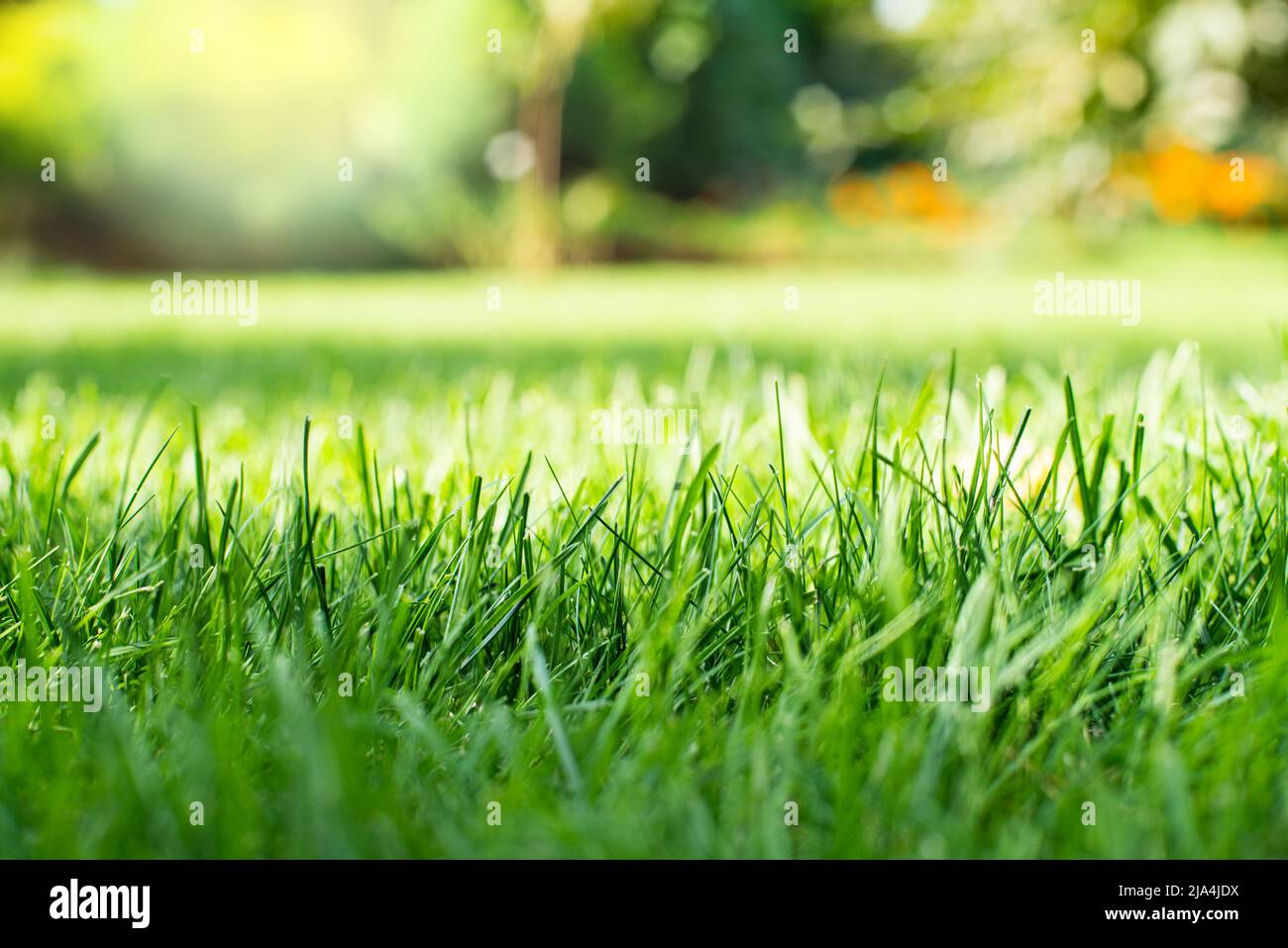 Mowed green backyard grass under trees closeup view Stock Photo - Alamy