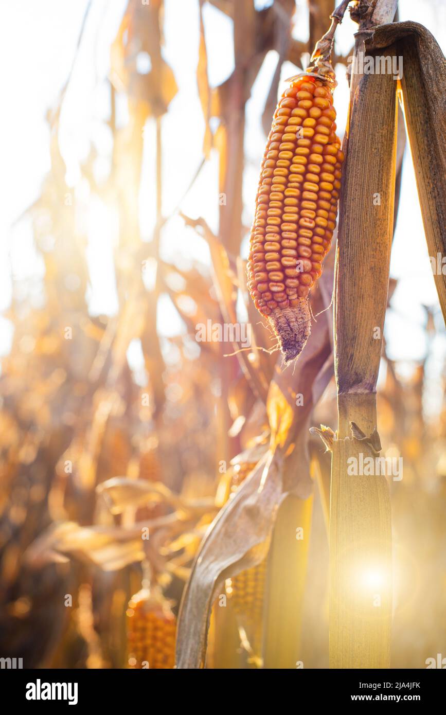 Dry corn agricultural fields hi-res stock photography and images - Alamy
