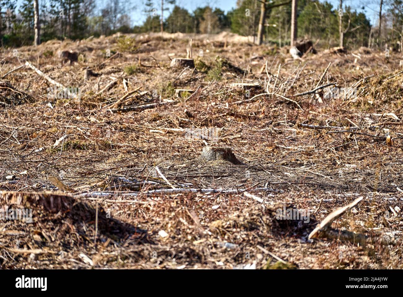 Wood cutting, destroying the environment. Field with tree stumps Stock ...