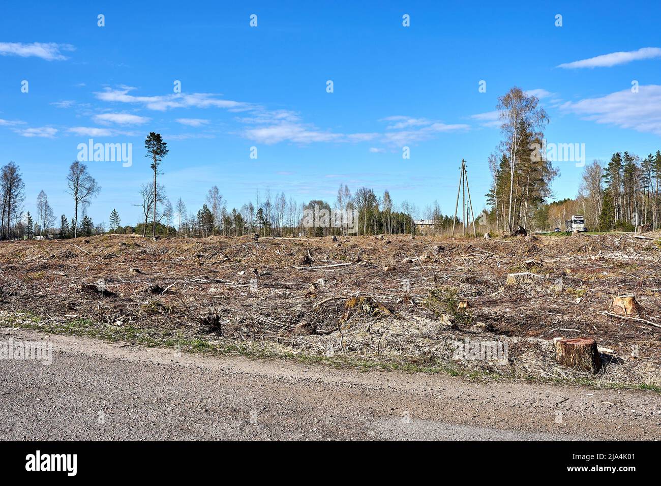 Wood cutting, destroying the environment. Field with tree stumps Stock ...