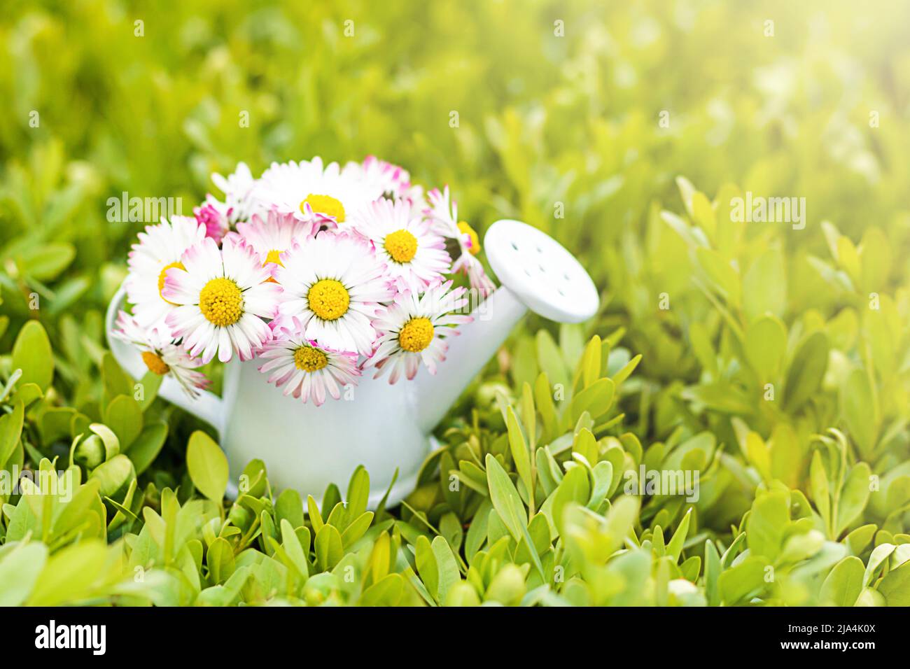 White-pink flowers in a white mini watering can on an abstract grassy ...