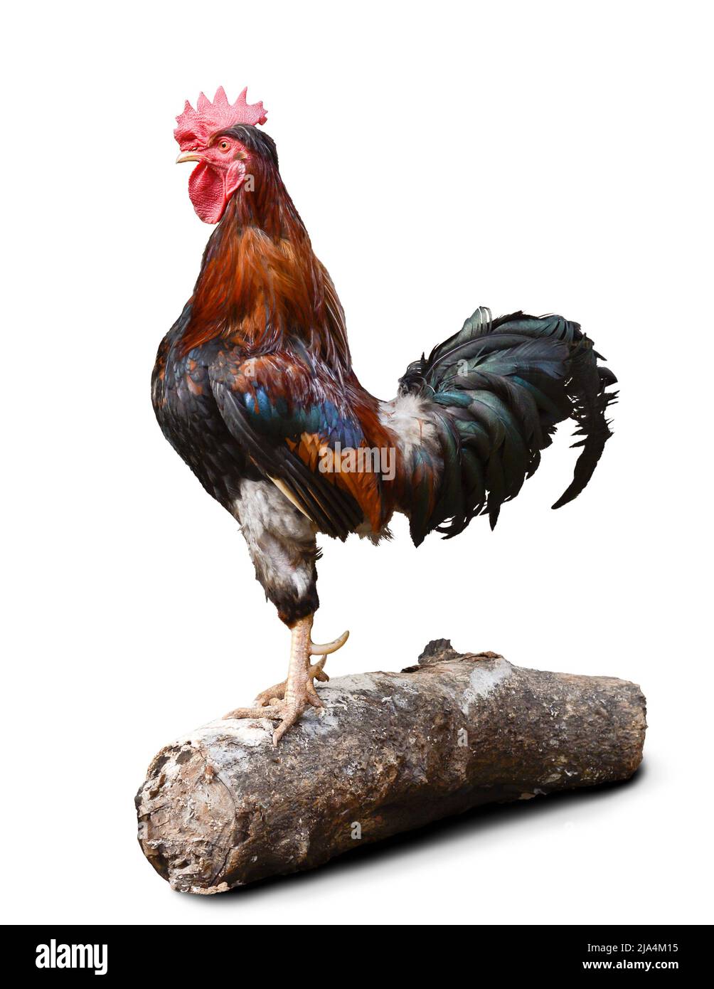 portrait of a rooster standing on a wooden log, side view of a male ...