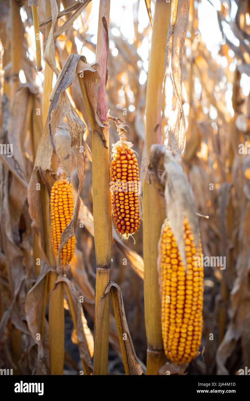 Dry corn stalks with cobs backlit by sun at fields autumn time Stock ...