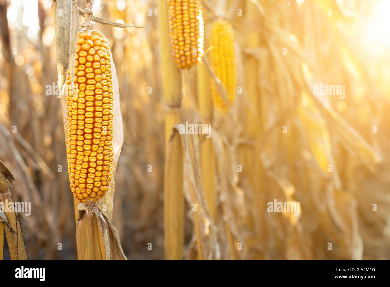 Dry corn stalks with cobs backlit by sun at fields autumn time Stock ...
