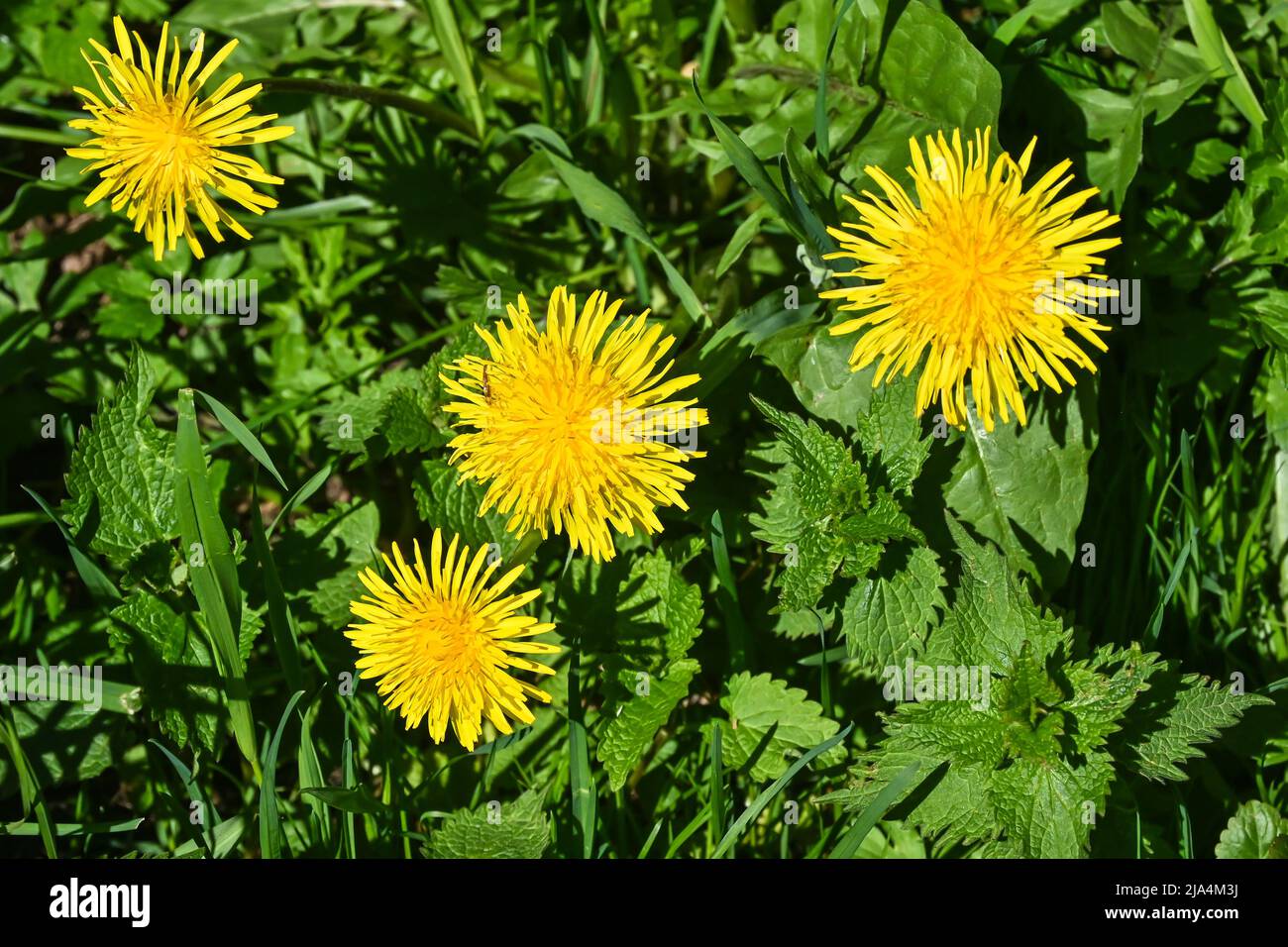 Yellow dandelions. Blooming dandelions on a green lawn in early May ...