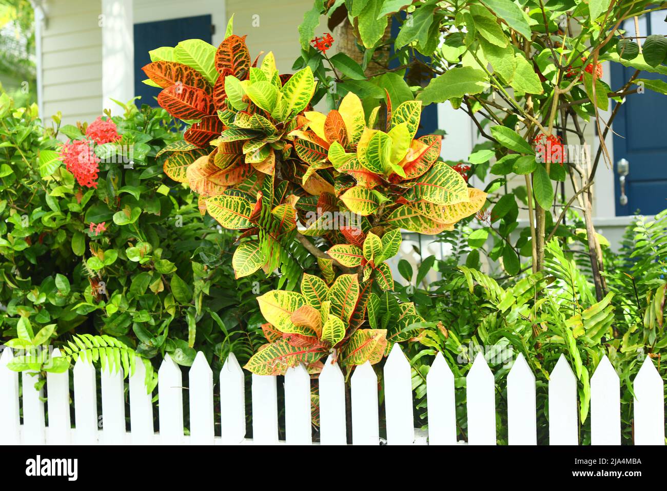 Gorgeous tropical landscape plants trees in Key West Florida background ...