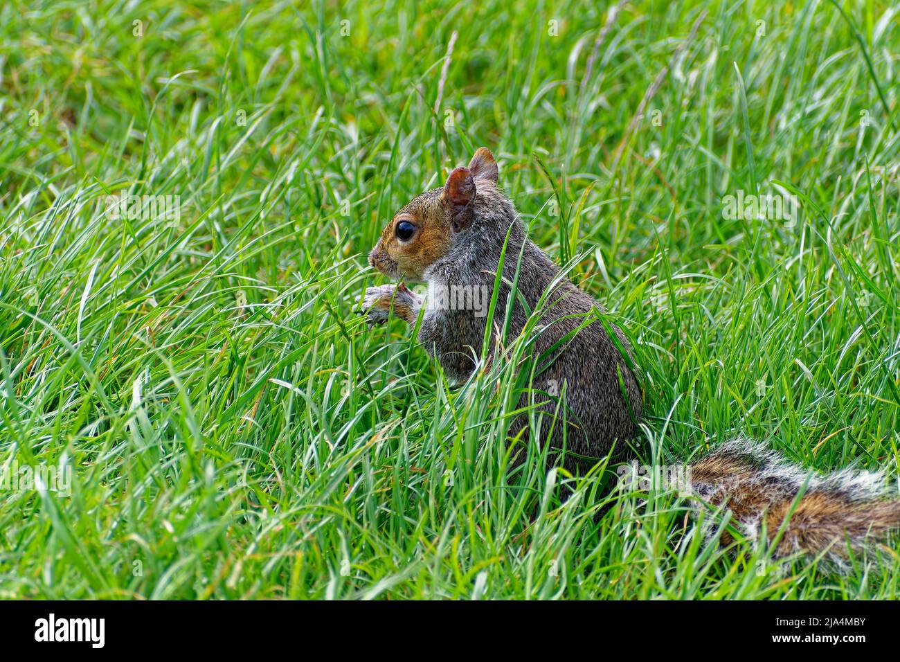 Eastern grey squirrel eating a seed amidst park grass Stock Photo - Alamy
