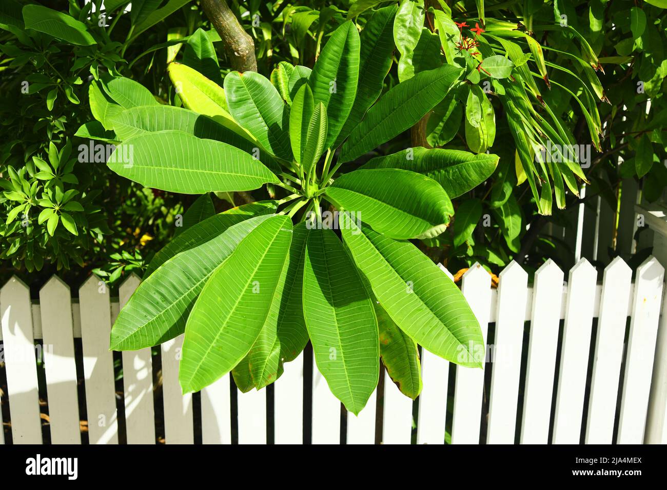 Gorgeous tropical landscape plants trees in Key West Florida background ...