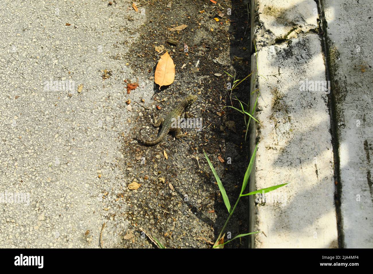 Curly tailed lizard seen on ground in Key West Florida USA Stock Photo ...