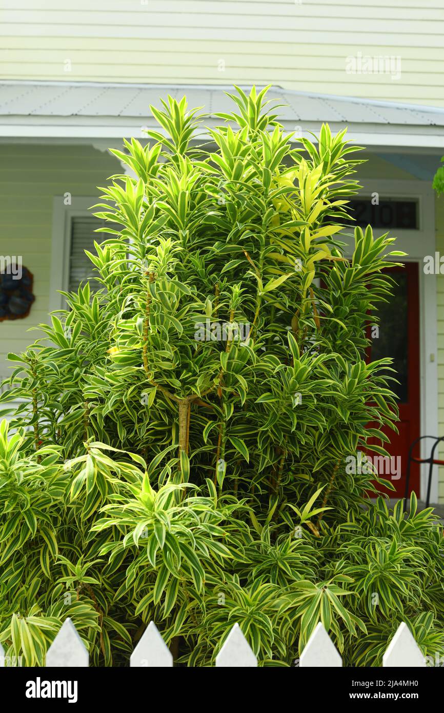 Gorgeous tropical landscape plants trees in Key West Florida background ...