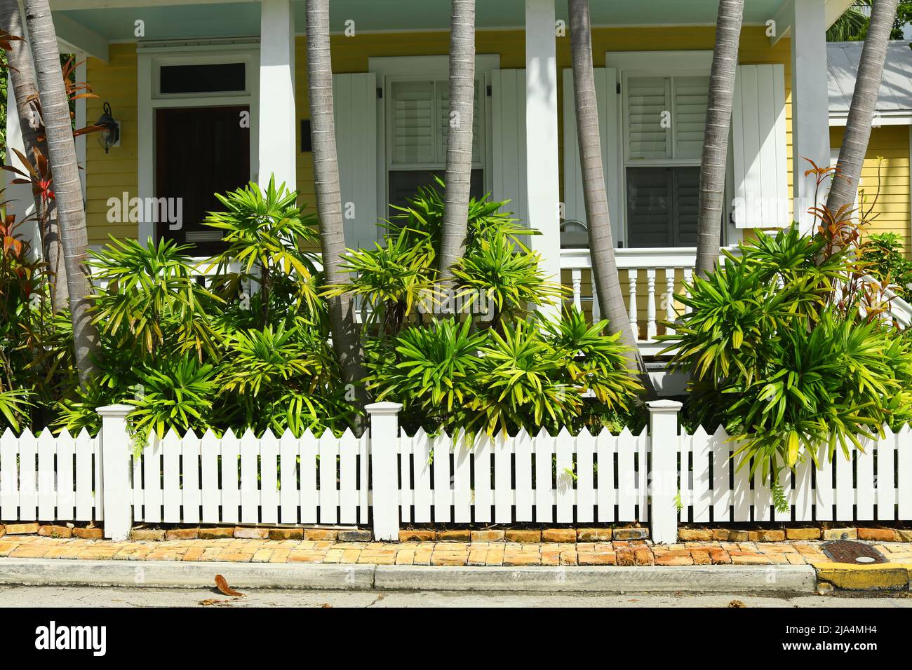 Gorgeous tropical landscape plants trees in Key West Florida background ...