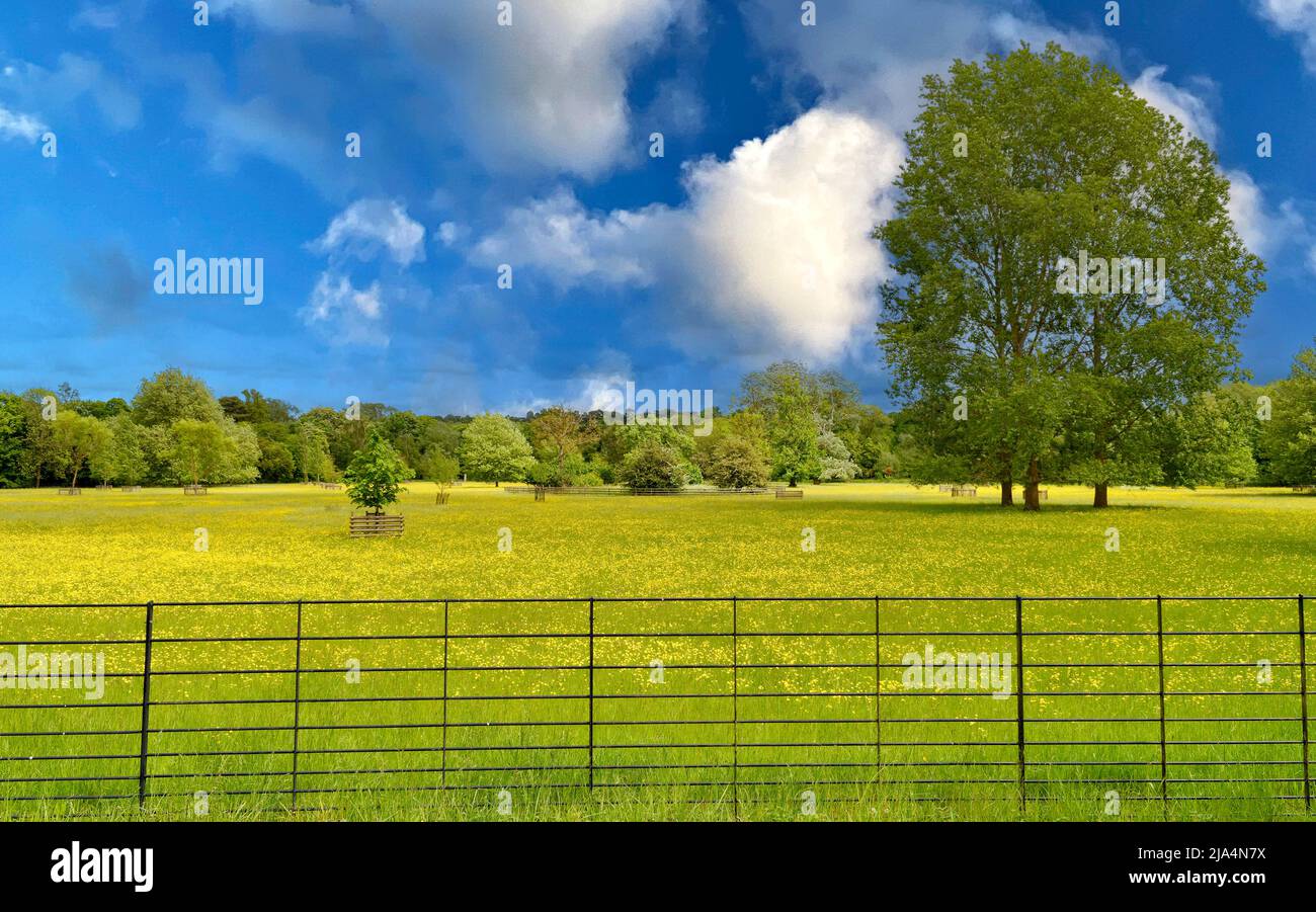 OXFORD CITY ENGLAND MAGDALEN COLLEGE VIEW ACROSS THE WATER MEADOW IN ...