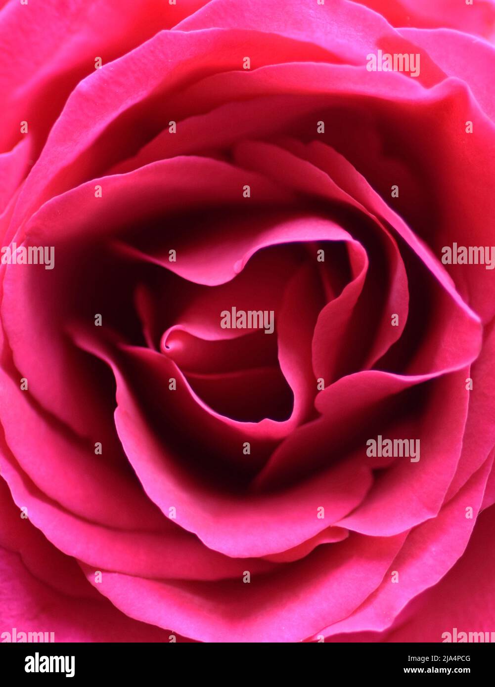 Rose horizontal hi-res stock photography and images - Alamy