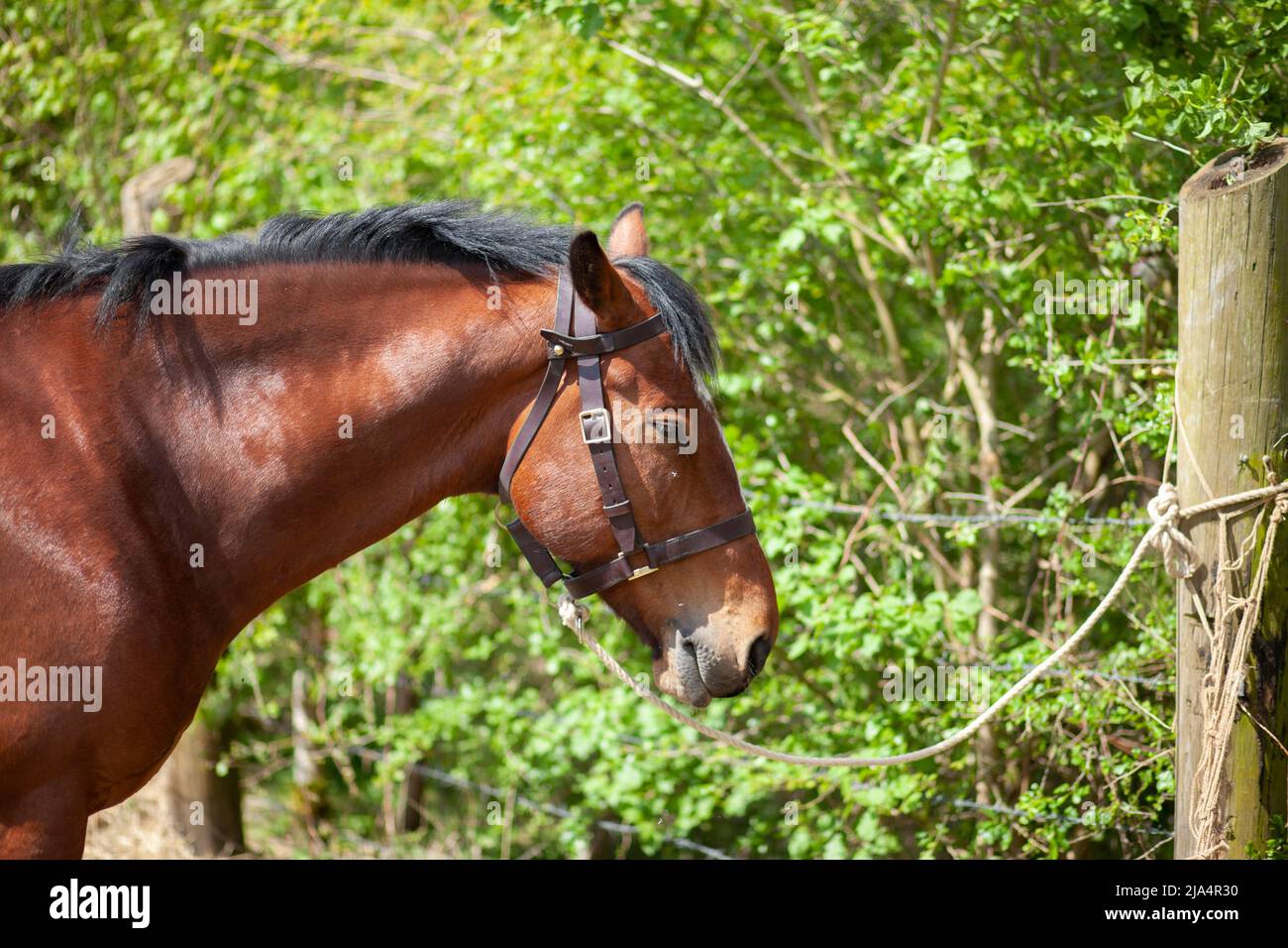 Chestnut Coloured Horse High Resolution Stock Photography and Images ...