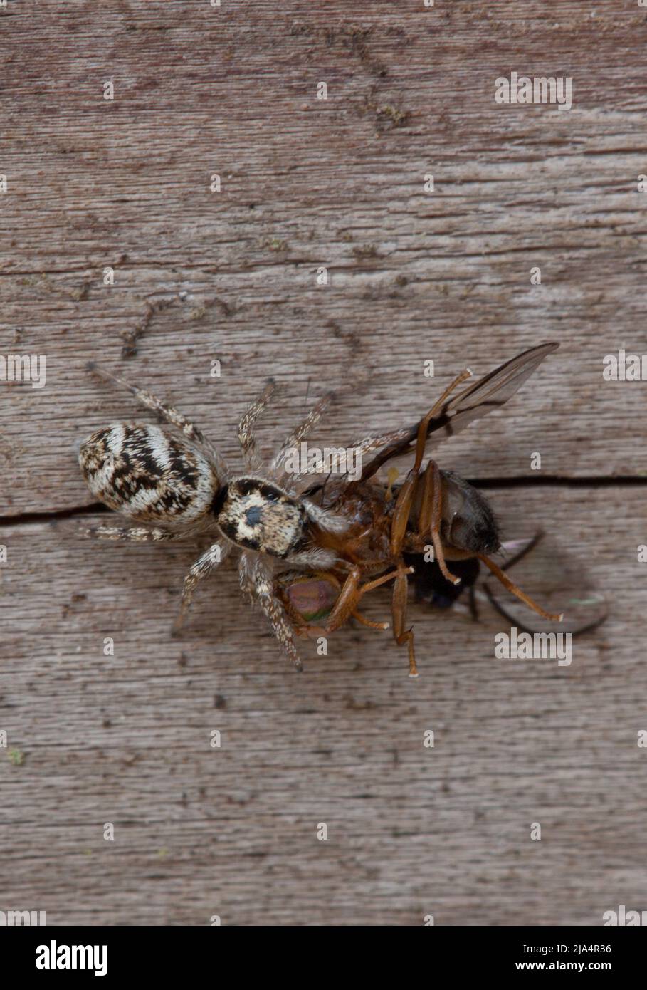 jumping spider with its insect prey Stock Photo - Alamy