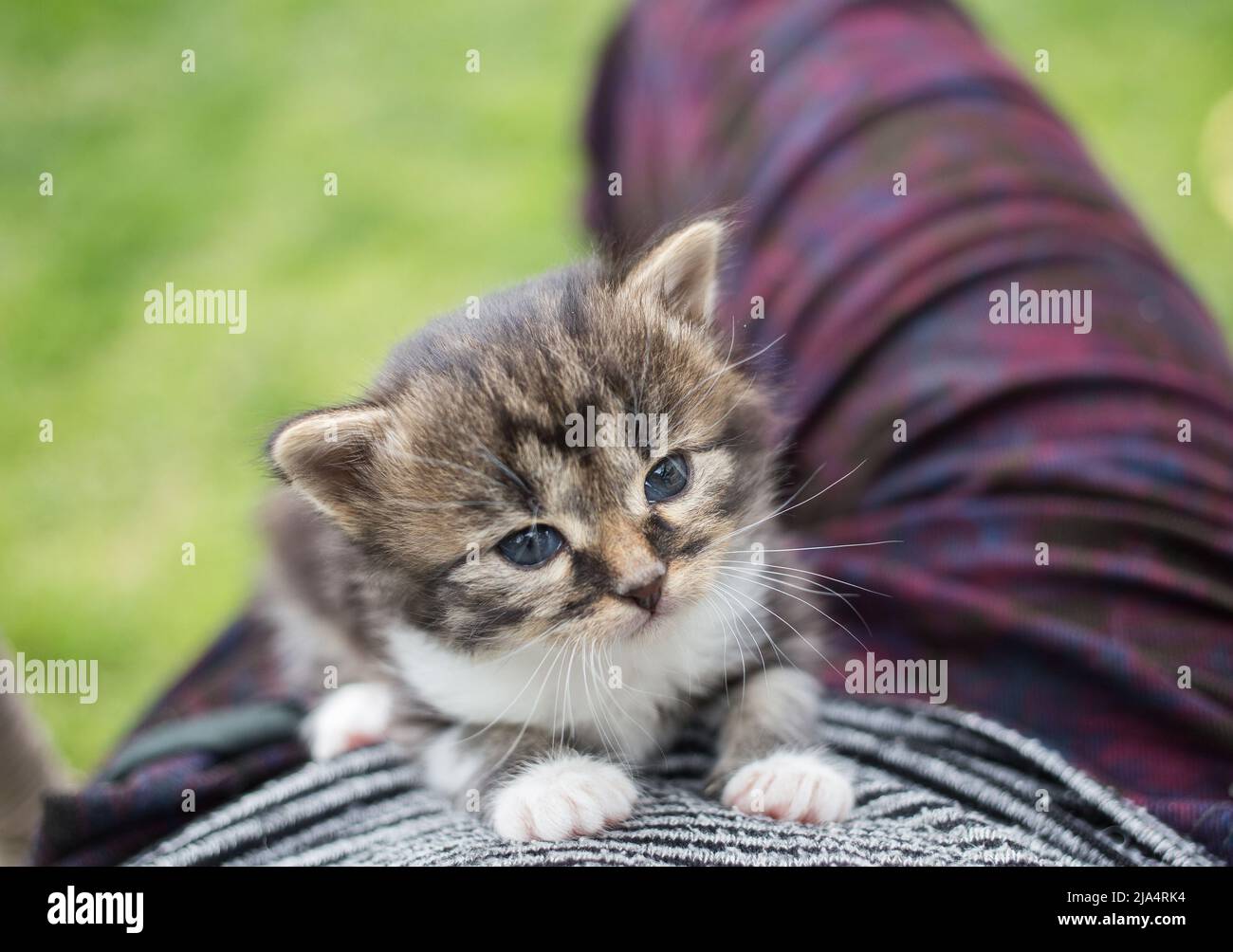 Cute Little Tabby Kittens