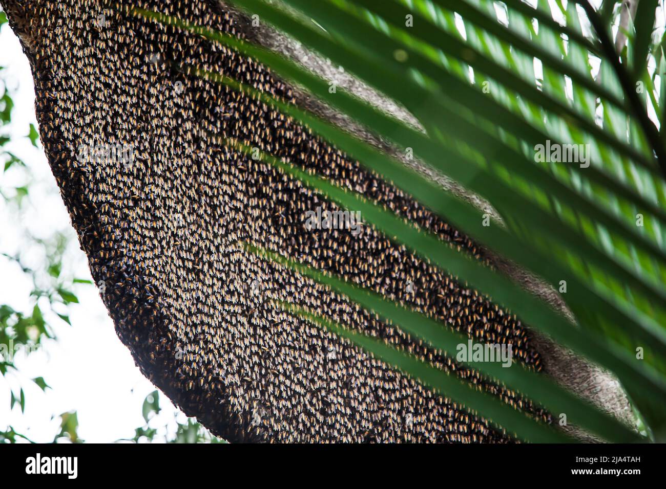 Close-up of a large hive of Asian honeybees on the branch of a mangrove ...