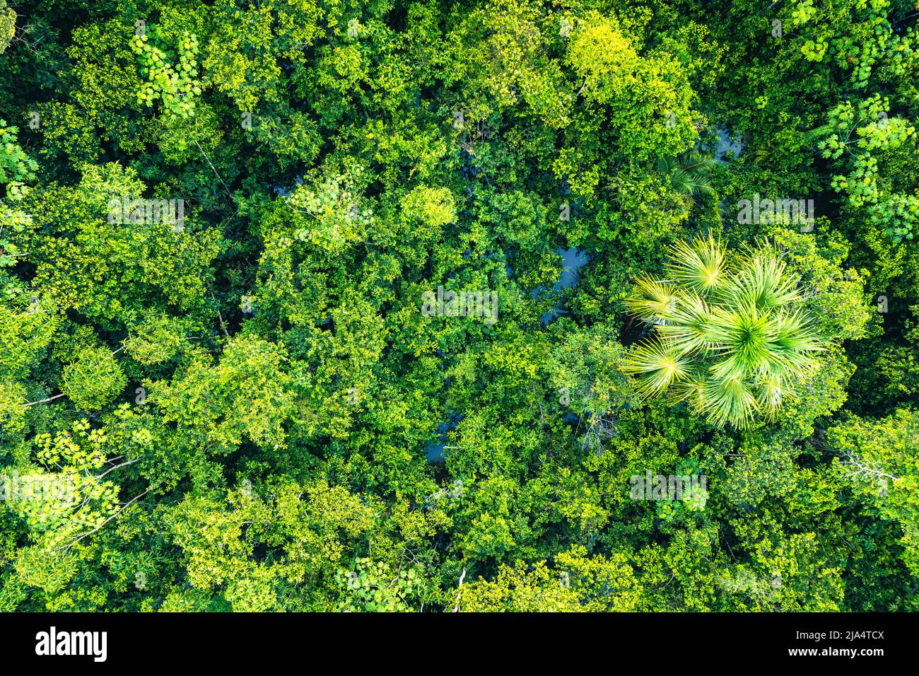 Amazon Rainforest Aerial View. Tropical Green Jungle in Peru, South ...