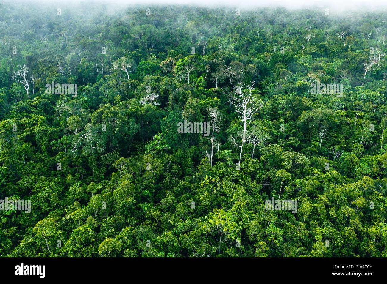Amazon Rainforest Aerial View. Tropical Green Jungle in Peru, South ...