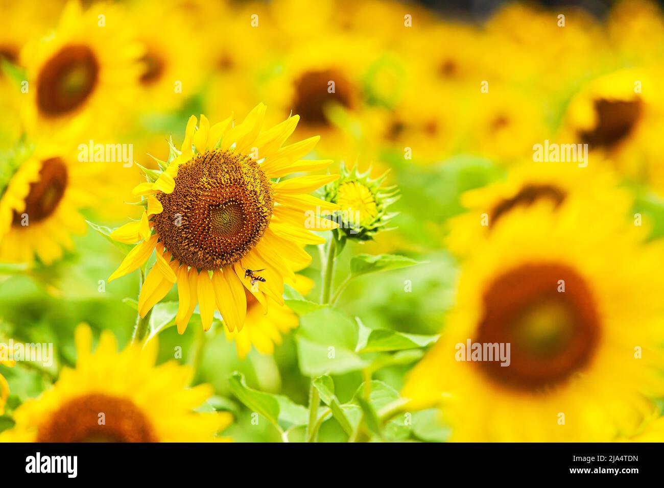 An Asian honeybee collects pollen from yellow sunflowers on flower ...