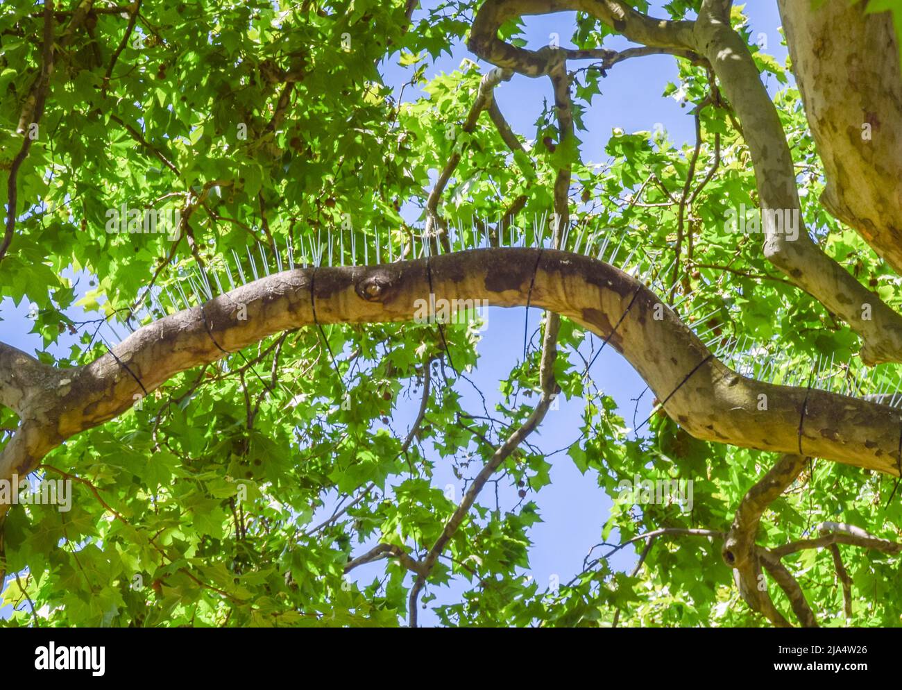 Spikes to deter animals hi-res stock photography and images - Alamy