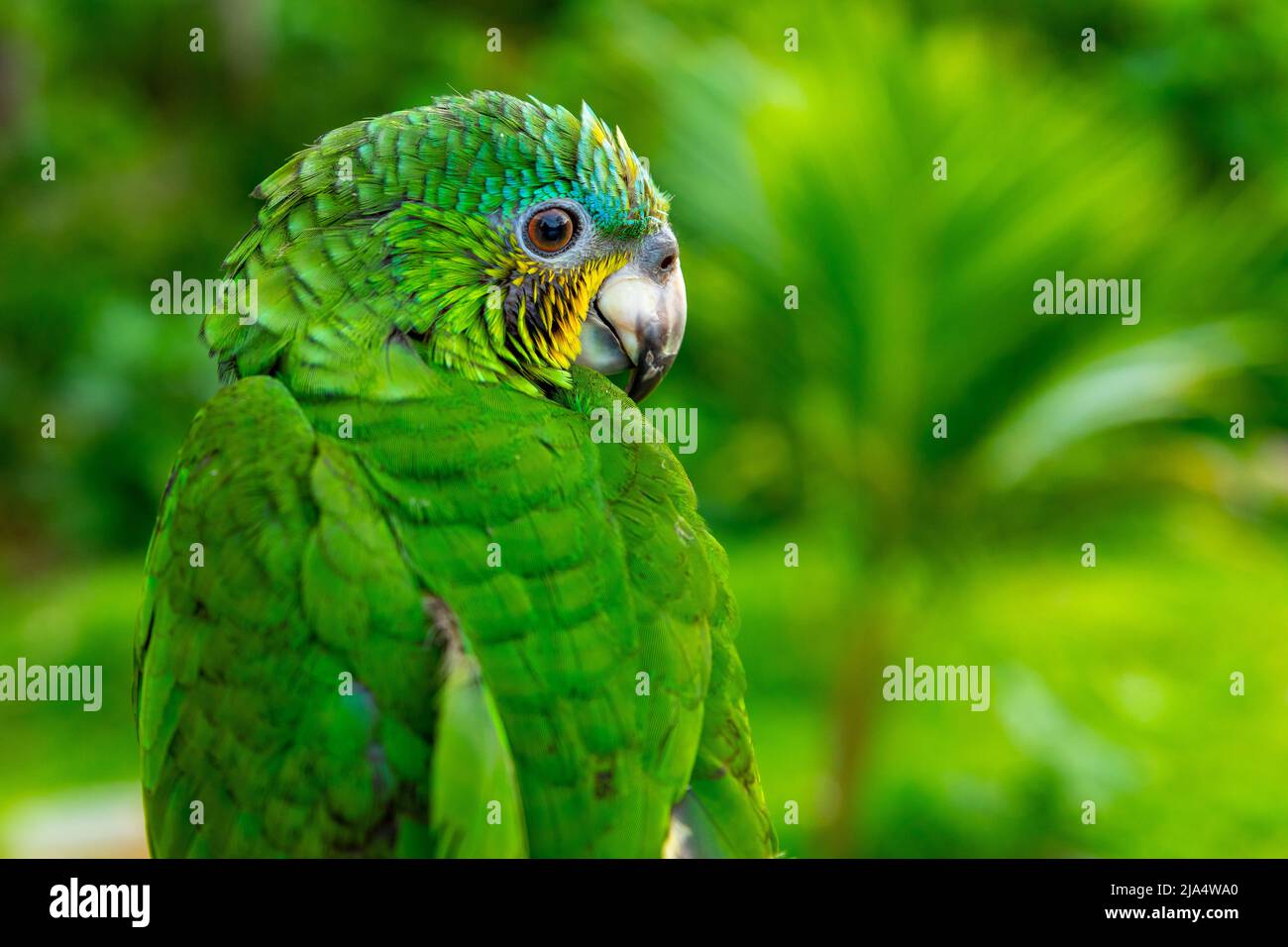 Green Parrot. Beautiful cute funny bird of green ara macaw parrot ...