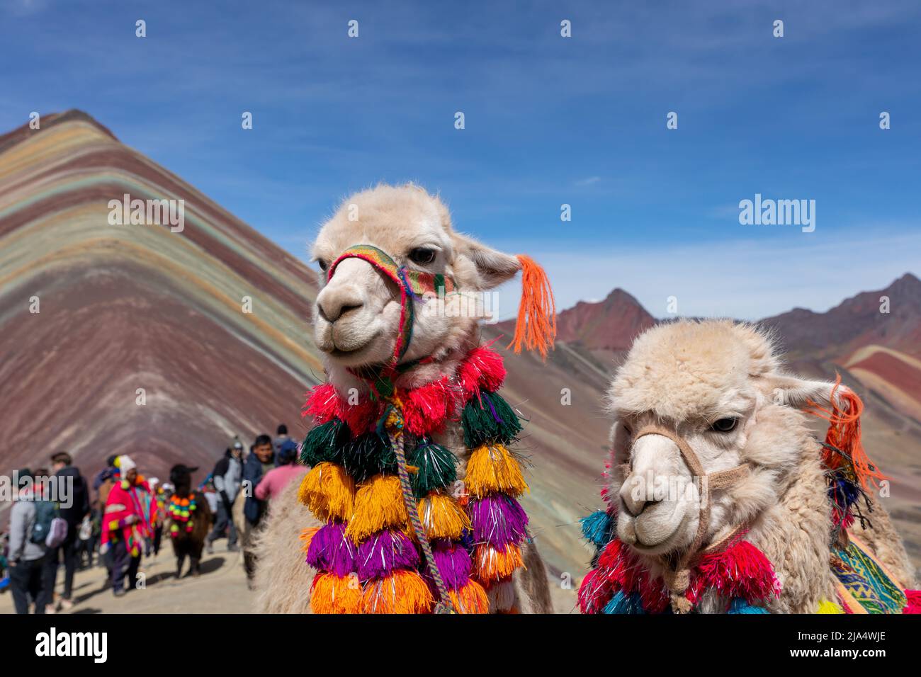 Lamas inca hi-res stock photography and images - Alamy