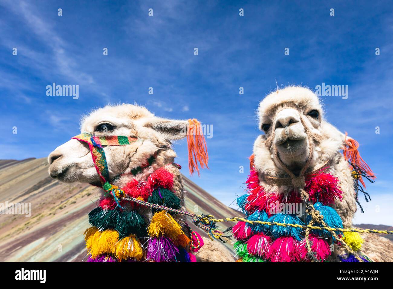 Lamas at the top of the Vinicunca mountain, or "mountain of 7 colors ...