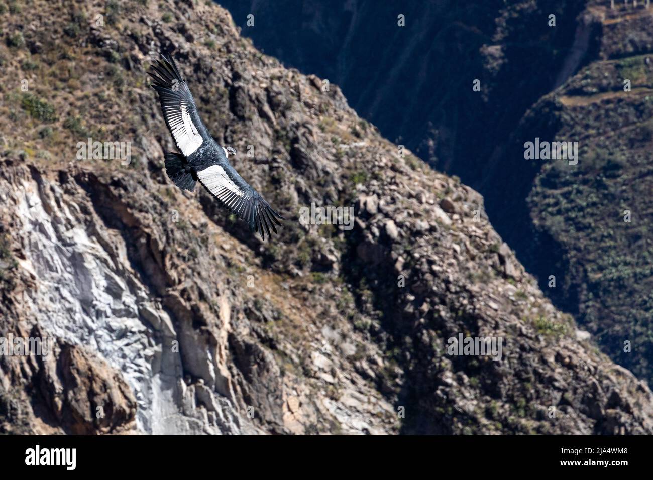 Andean condor (Vultur gryphus), one of the largest flying birds in the ...