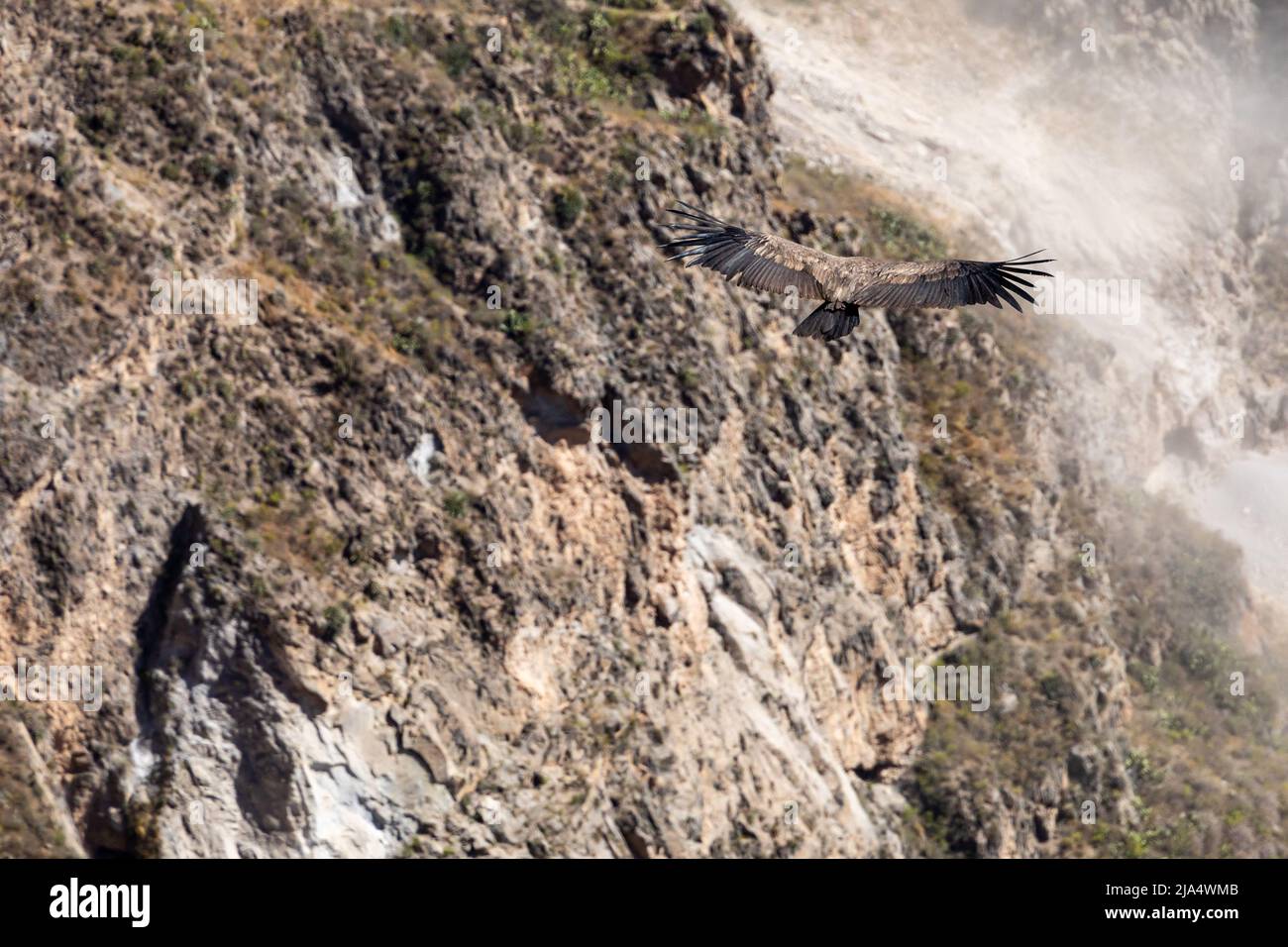 Andean condor (Vultur gryphus), one of the largest flying birds in the ...