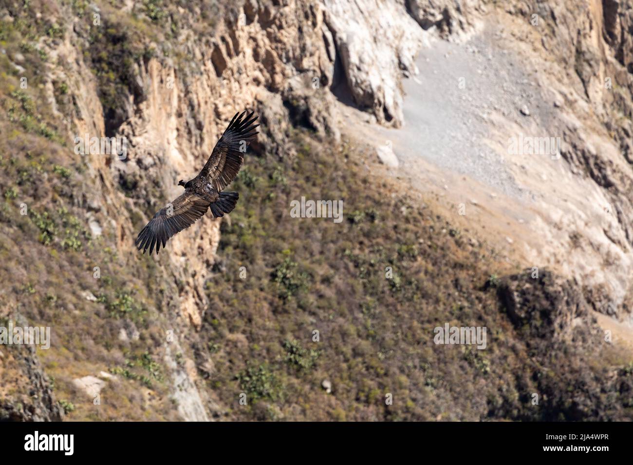 Andean condor (Vultur gryphus), one of the largest flying birds in the ...