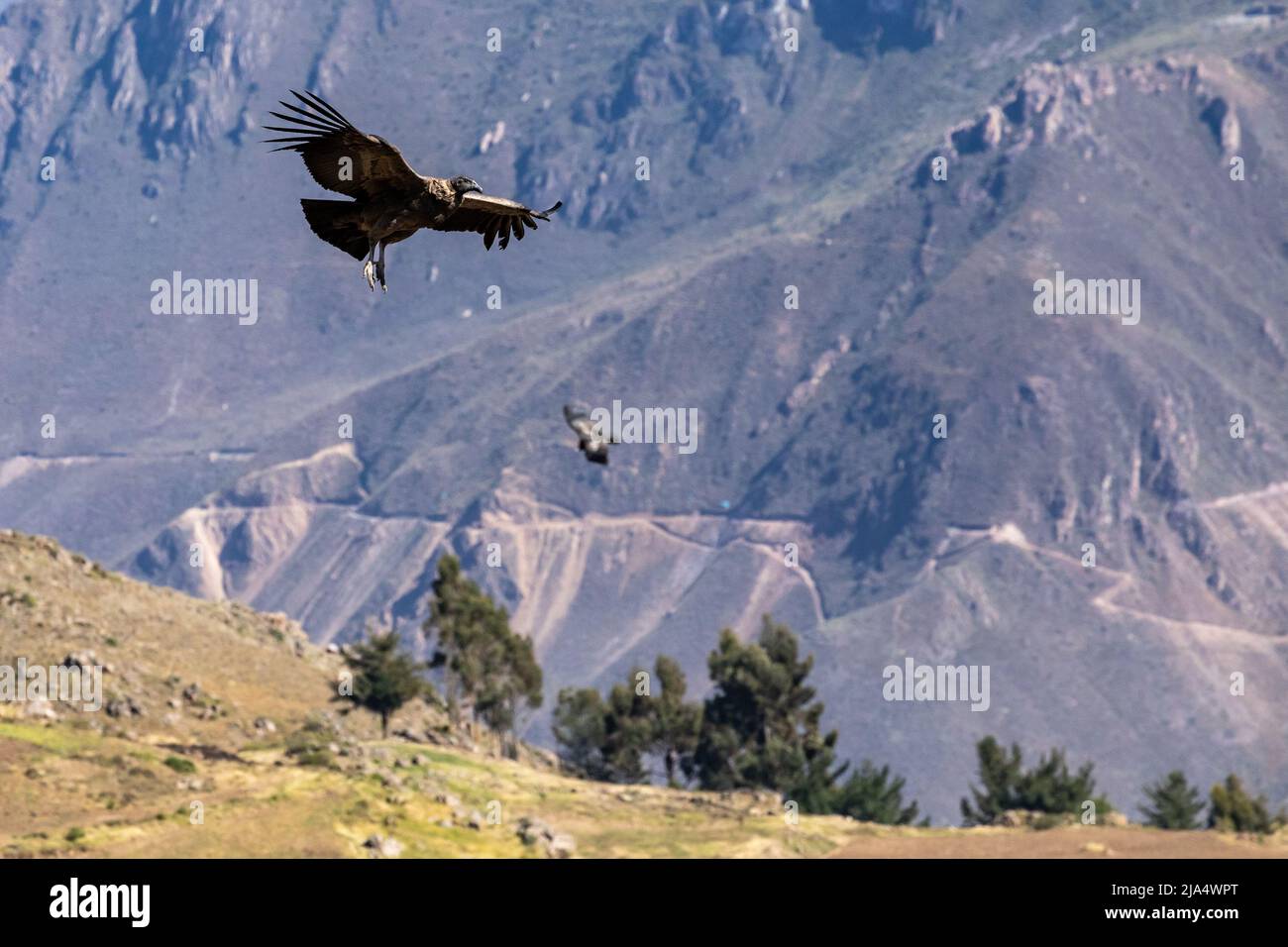 Andean condor (Vultur gryphus), one of the largest flying birds in the ...