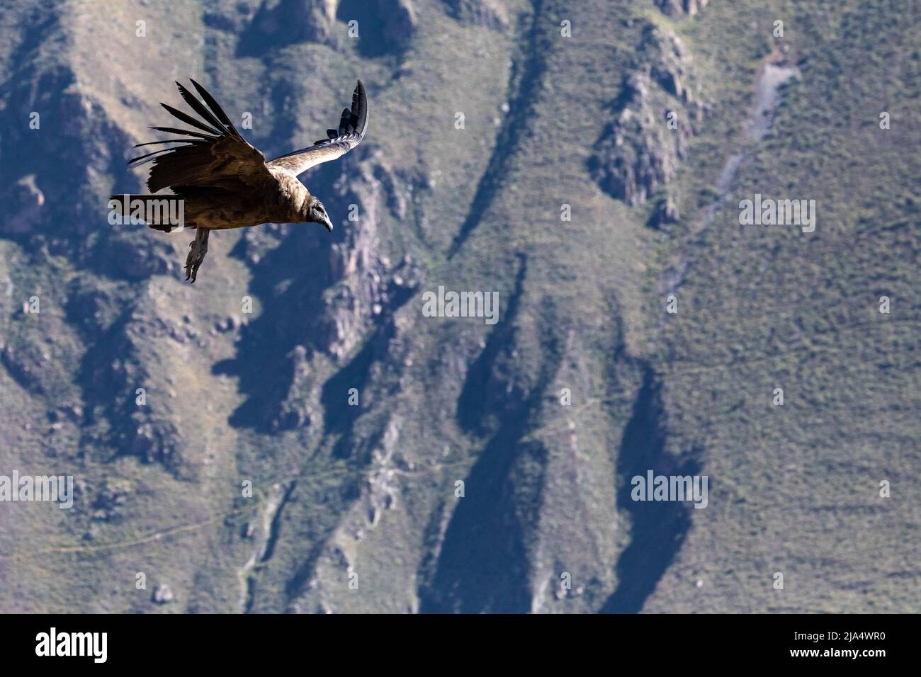 Andean condor (Vultur gryphus), one of the largest flying birds in the ...