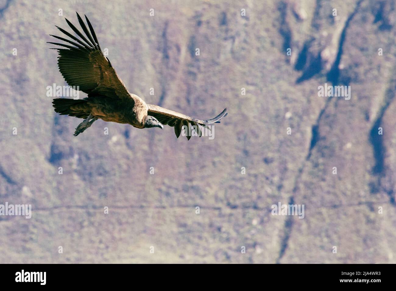 Andean condor hi-res stock photography and images - Alamy