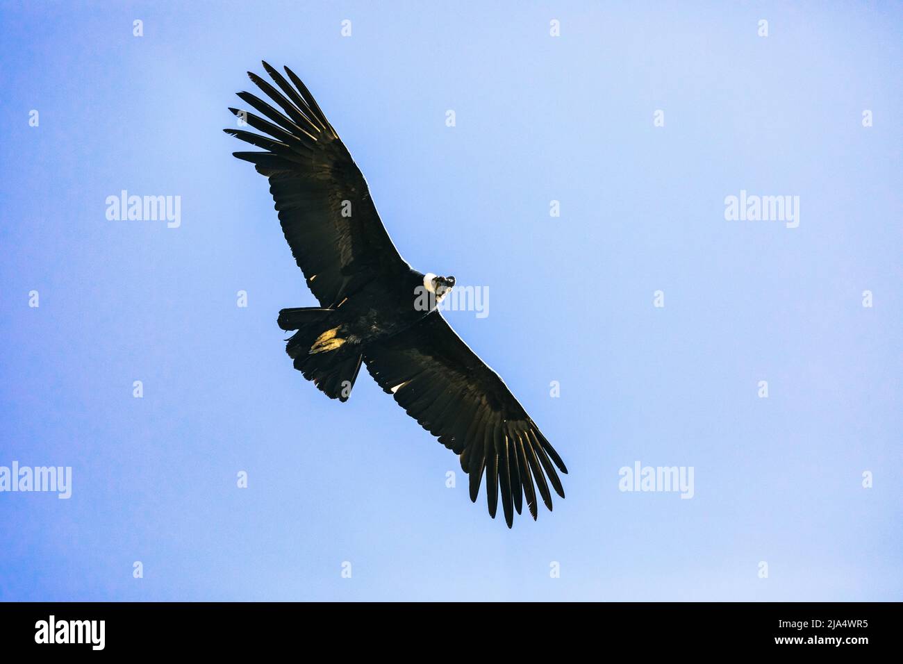 Andean condor (Vultur gryphus), one of the largest flying birds in the ...